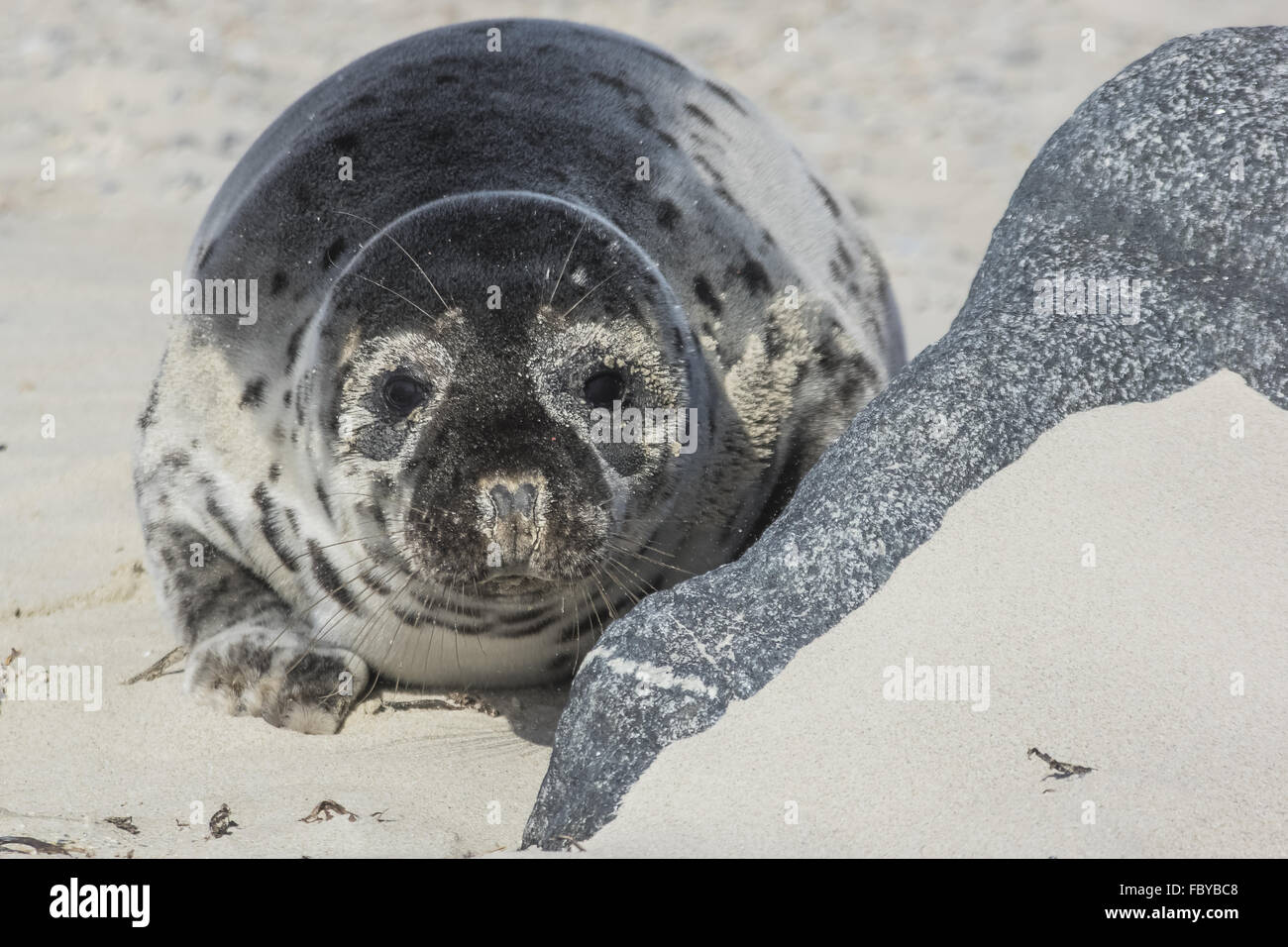 Behind the defilade Stock Photo - Alamy