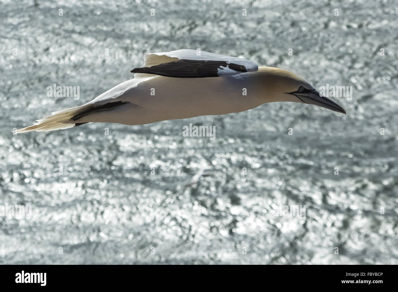 High wing hi-res stock photography and images - Alamy