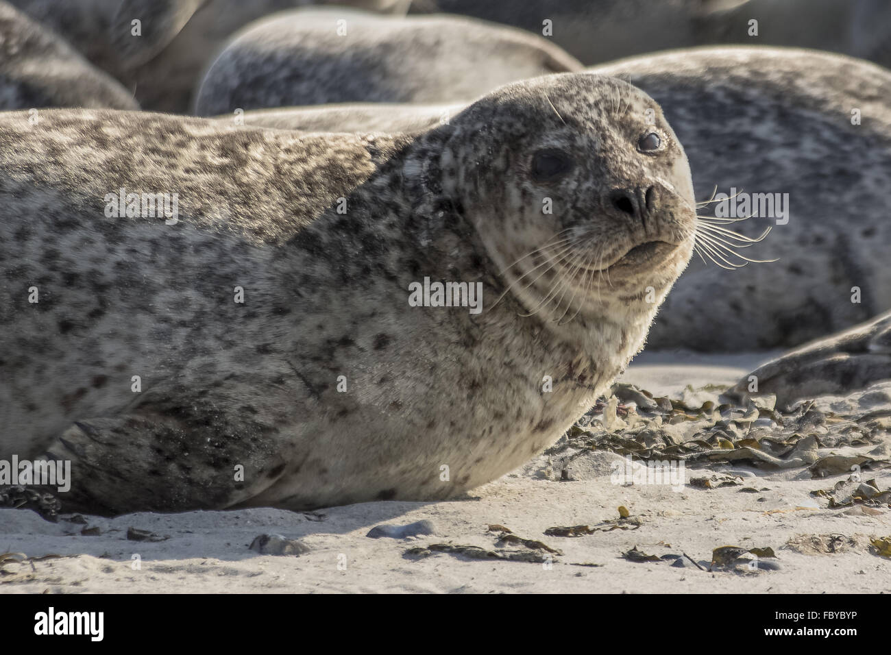 Portrait seal hi-res stock photography and images - Alamy