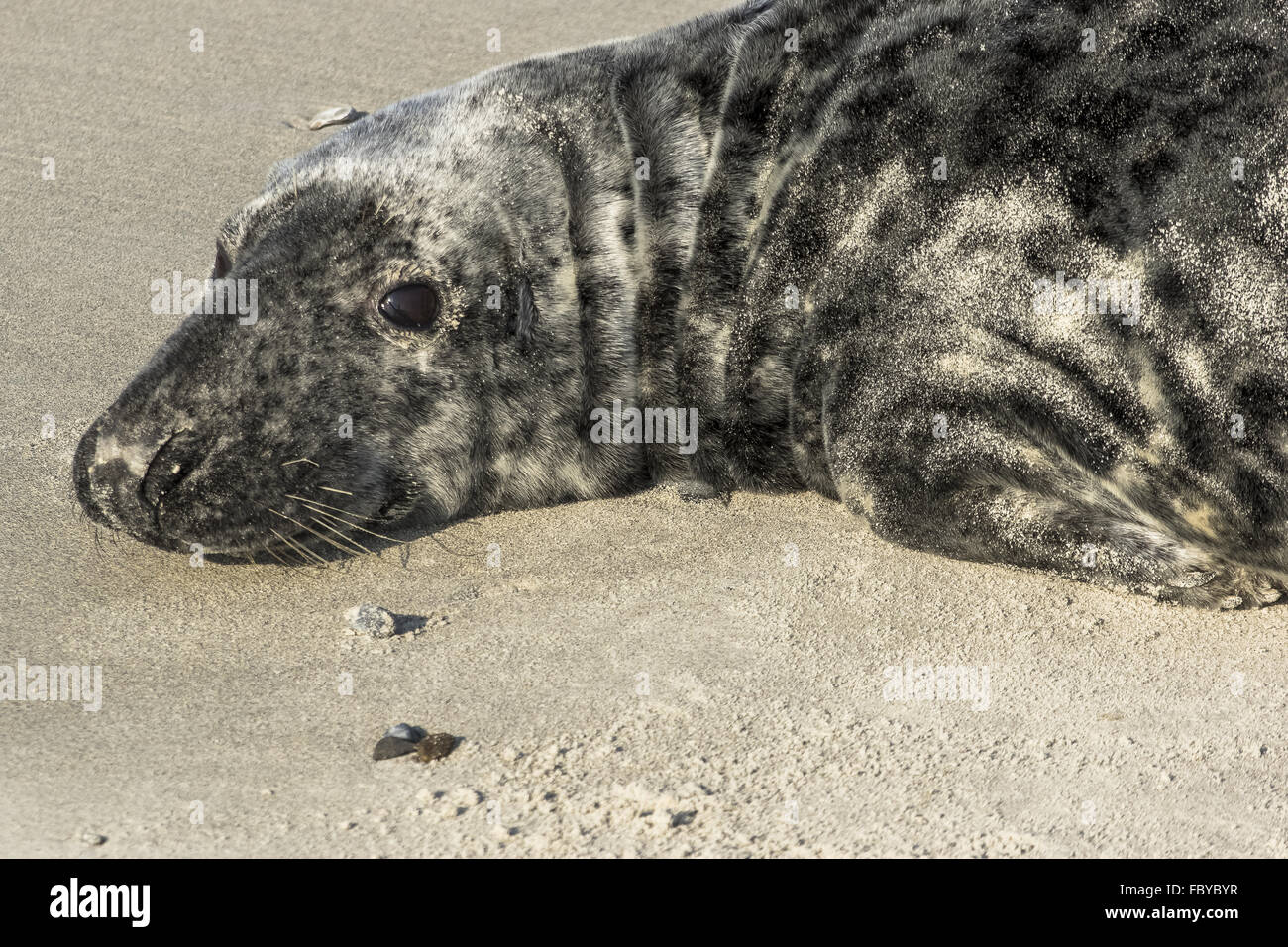 Portrait of a grey seal Stock Photo - Alamy