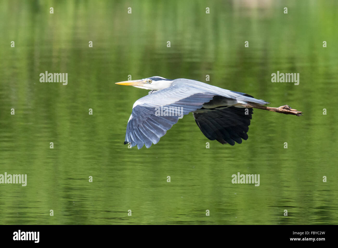 Flying grey heron 8 Stock Photo - Alamy