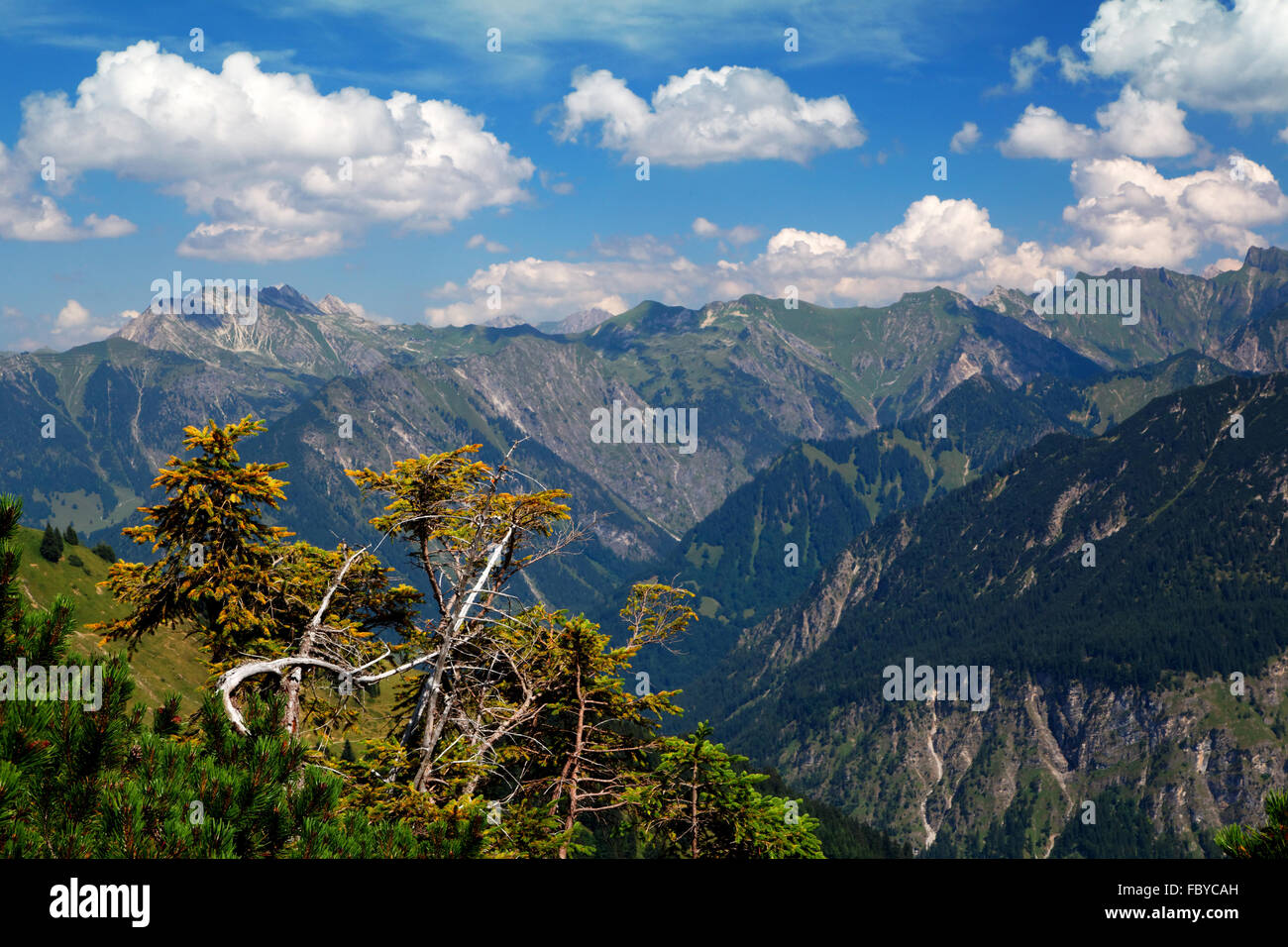 Timberline hi-res stock photography and images - Alamy