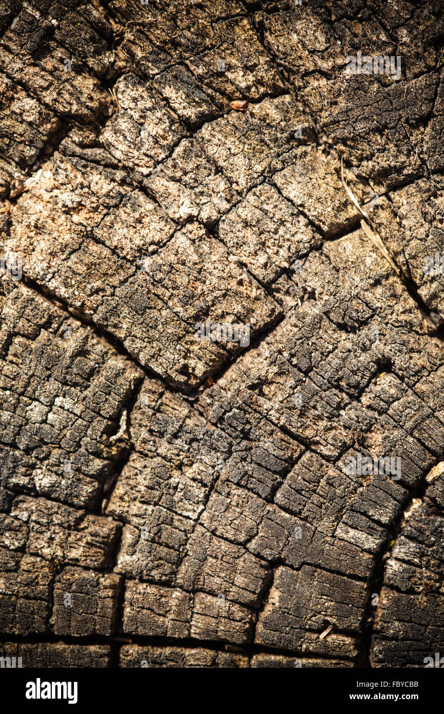Nature. Trunk of old tree as background texture Stock Photo - Alamy