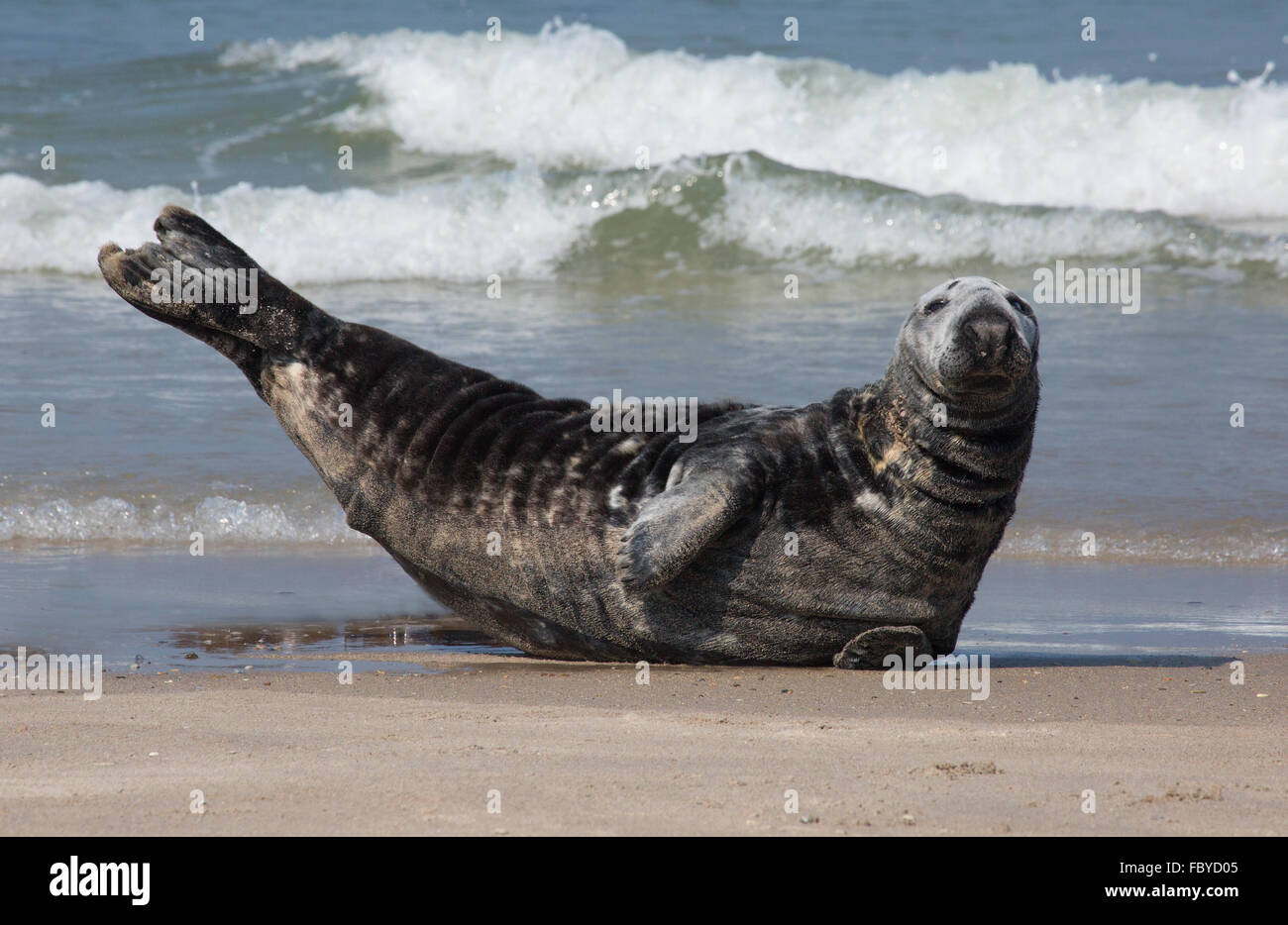 Funny seal hi-res stock photography and images - Alamy