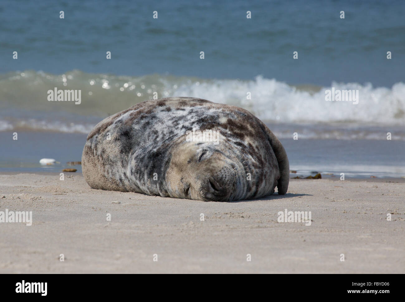 Sleepy Seal High Resolution Stock Photography and Images - Alamy