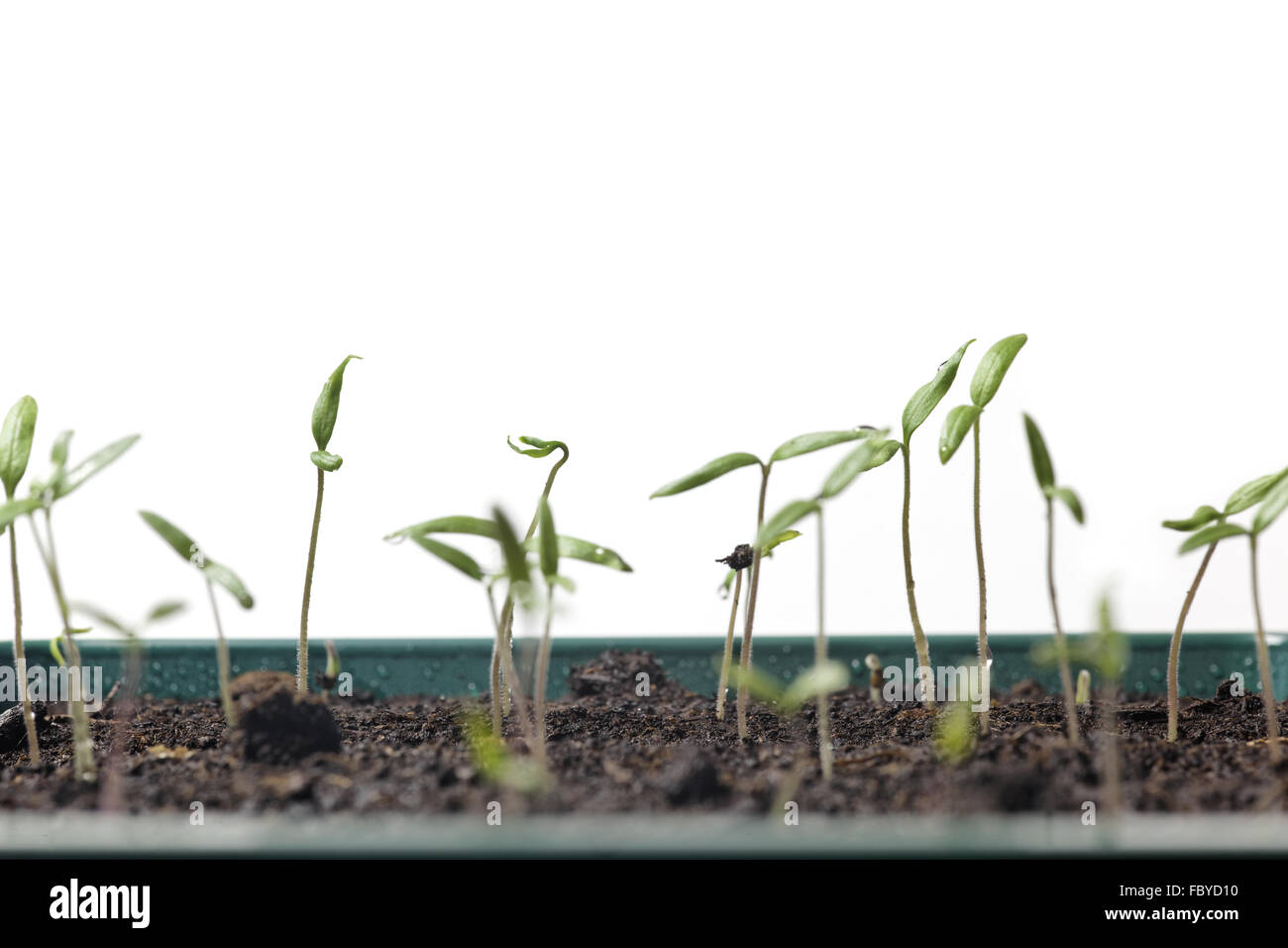 Cut tomato seedlings hi-res stock photography and images - Alamy