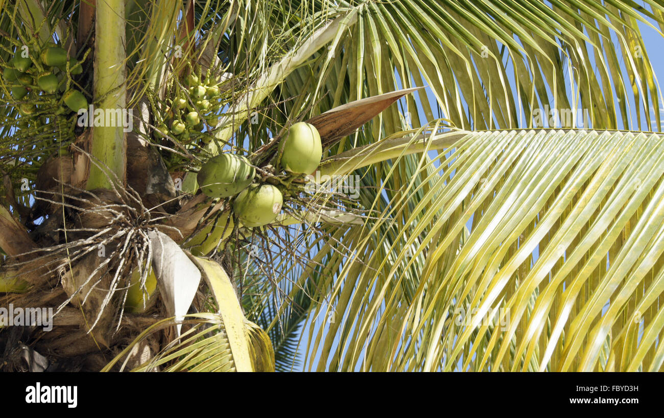 coconut tree closeup Stock Photo - Alamy