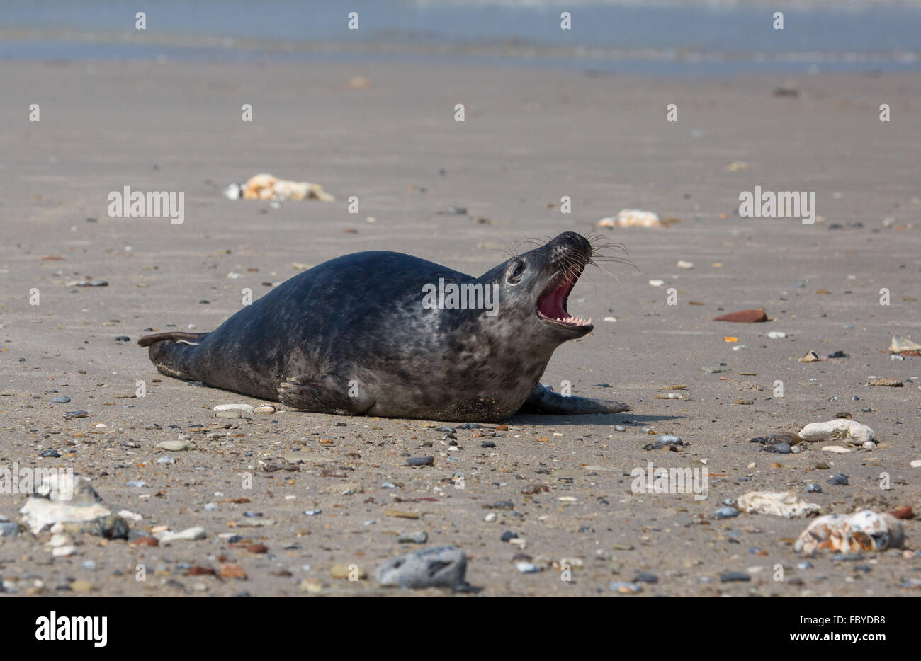 Funny screaming hi-res stock photography and images - Alamy