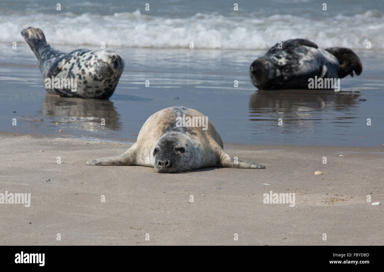 Three seals hi-res stock photography and images - Alamy