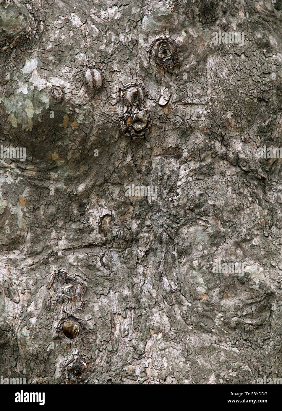 Texture of old grey bumpy tree bark Stock Photo - Alamy