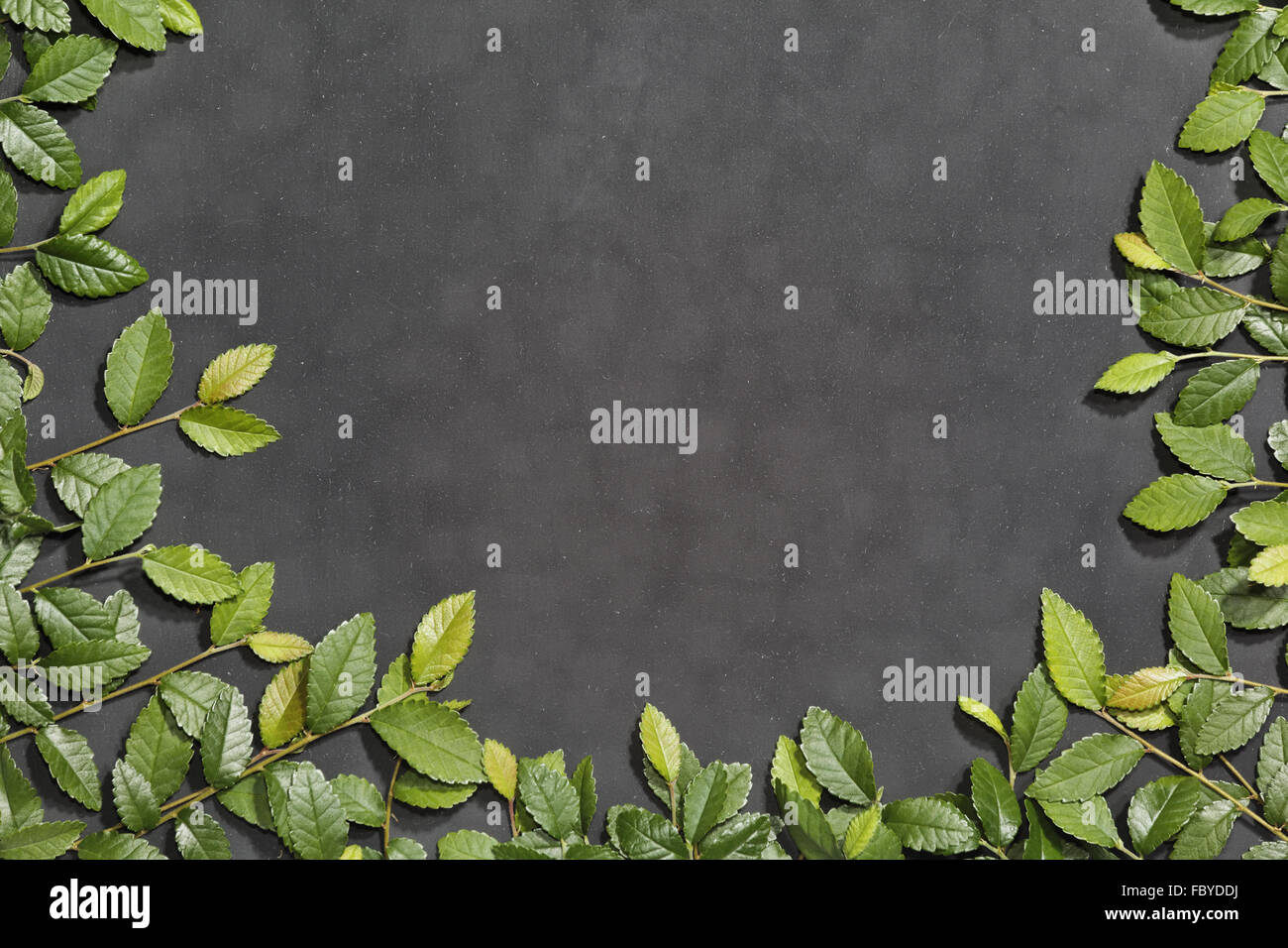 Elm branches on a black background Stock Photo - Alamy