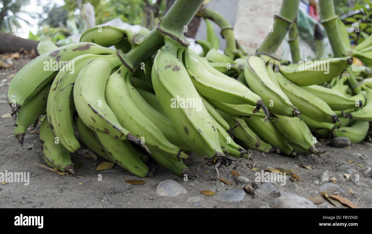 fresh caribbean bananas Stock Photo - Alamy