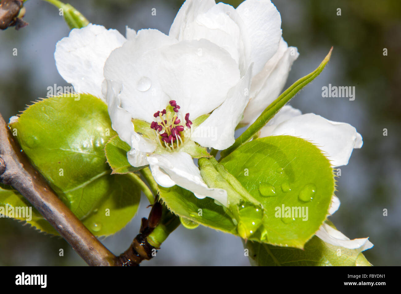 Spring flowers apple tree after rain hi-res stock photography and ...