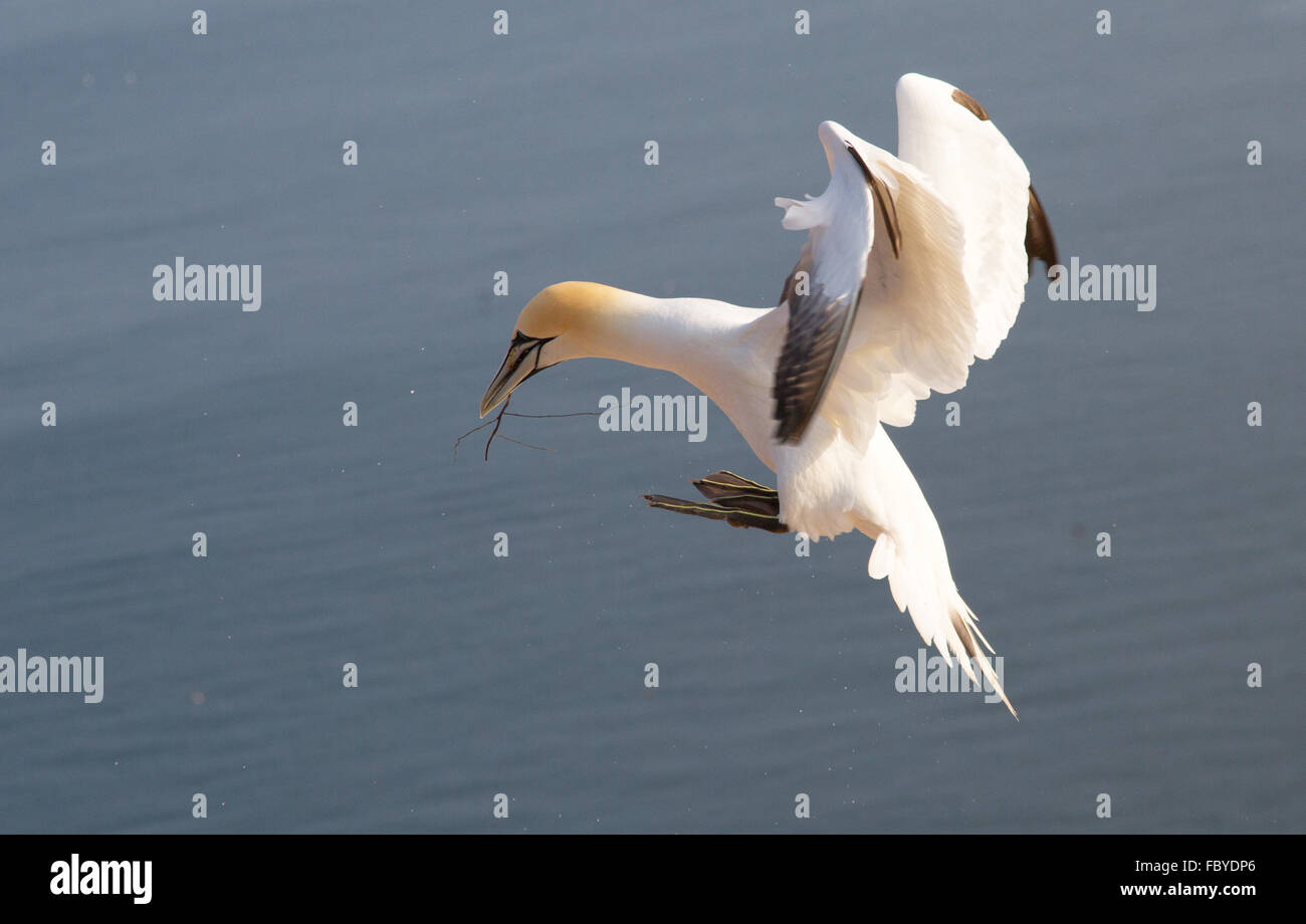landing northern gunnet Stock Photo - Alamy