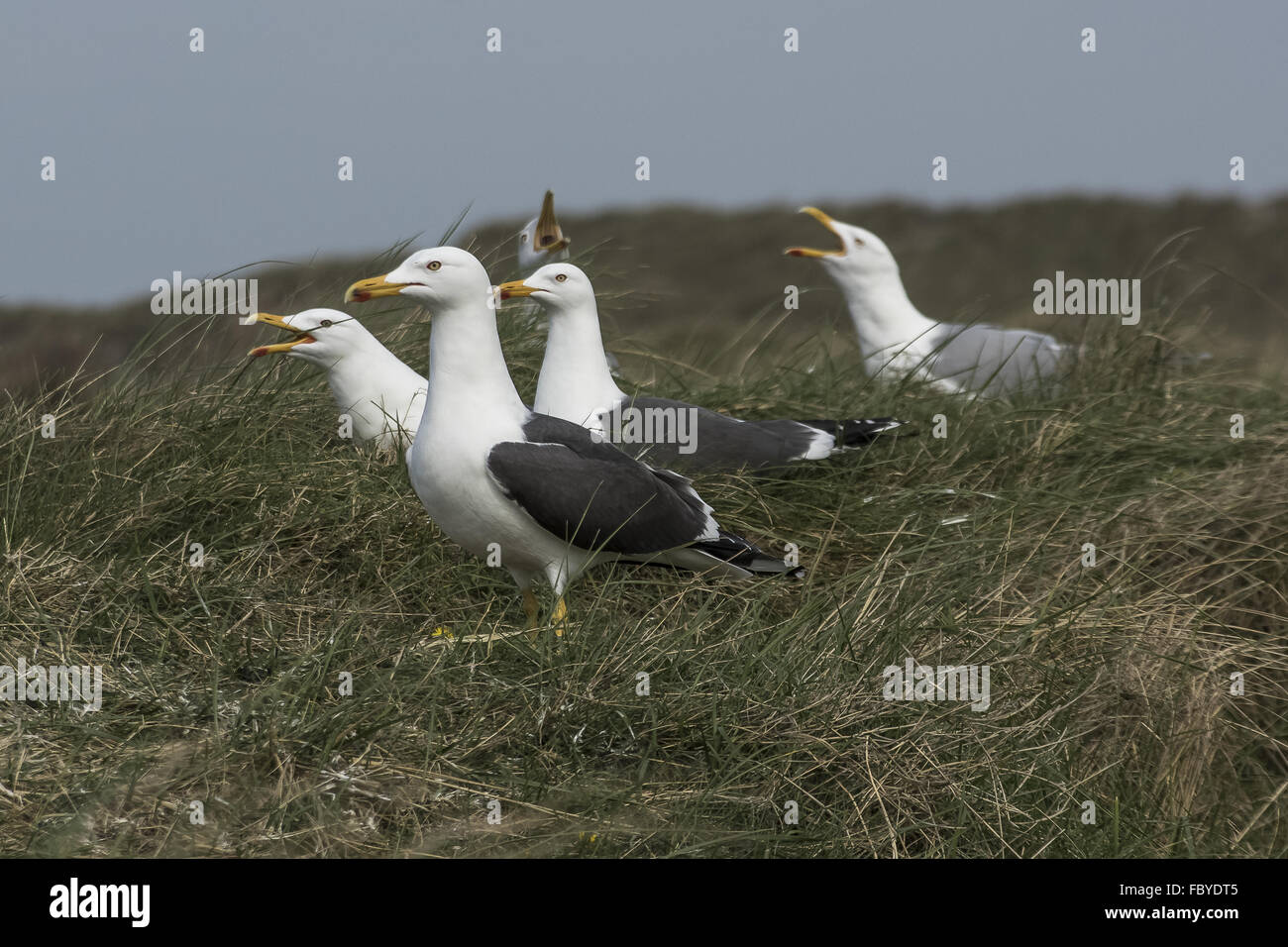 Bird chorus hi-res stock photography and images - Alamy