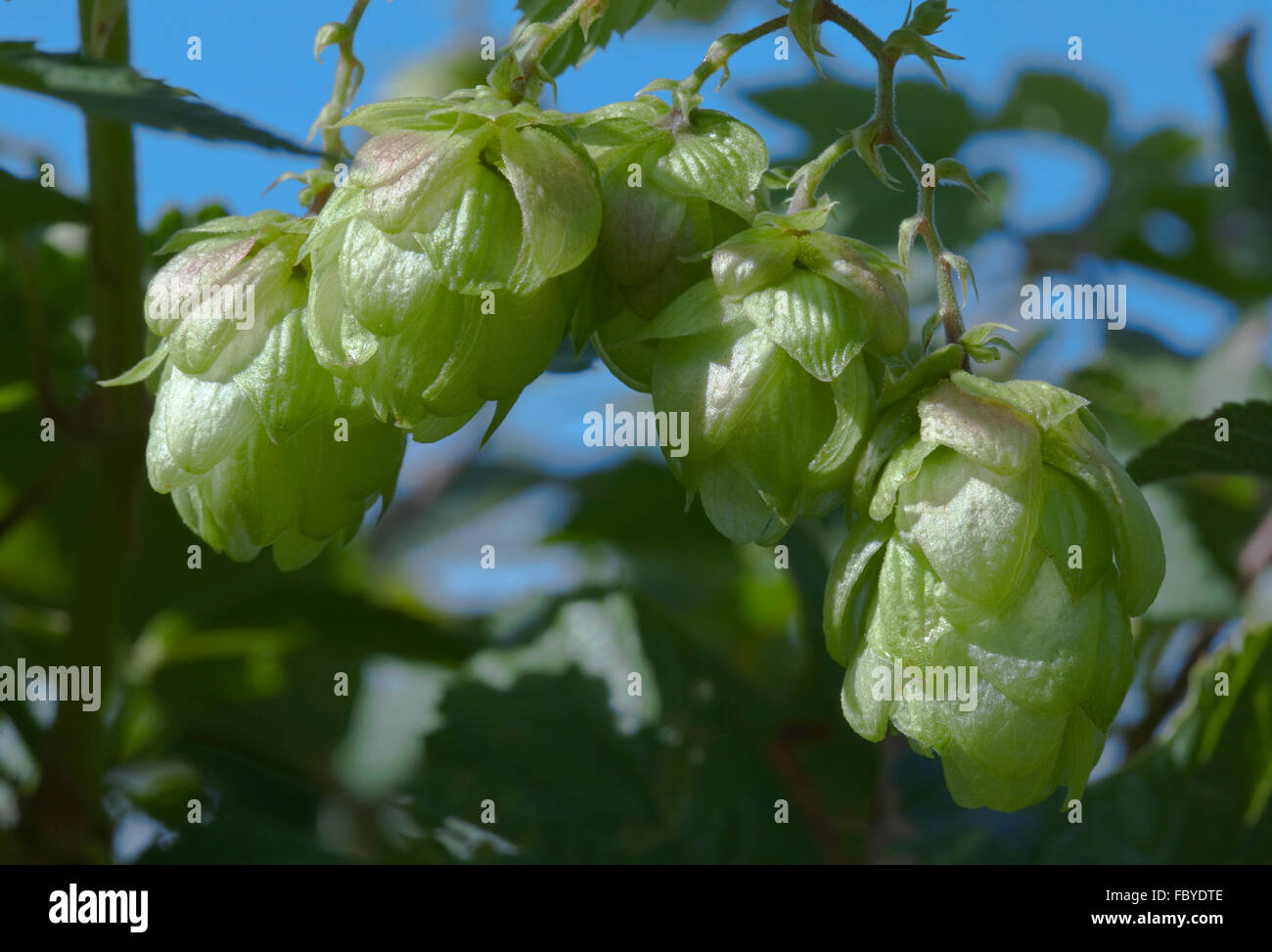 Wild hops plant hi-res stock photography and images - Alamy