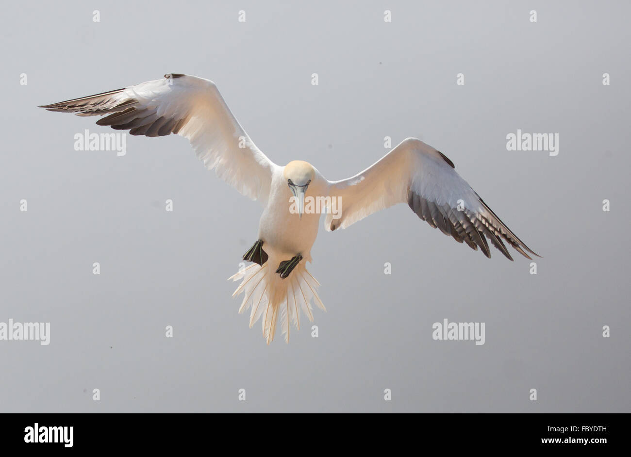 northern gunnet in the air Stock Photo - Alamy