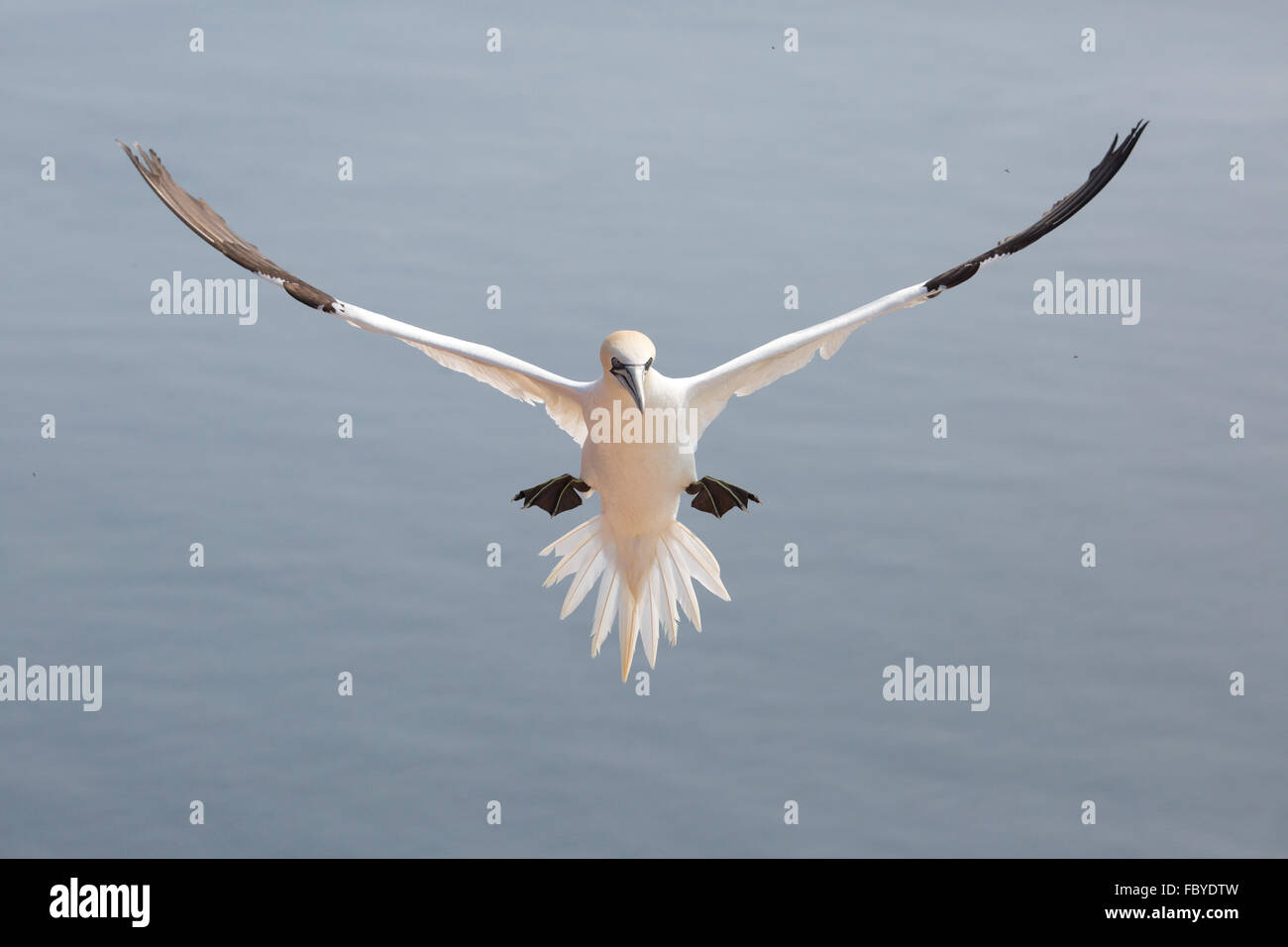 northern gunnet in the air Stock Photo - Alamy
