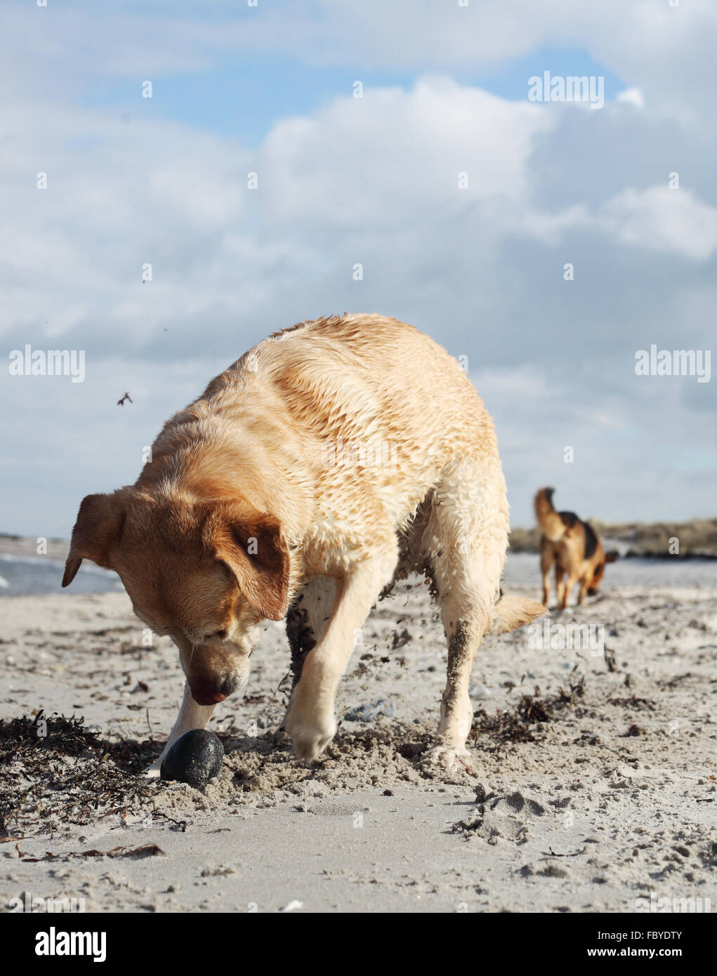 Dog digging in the sand at beach hi-res stock photography and images ...
