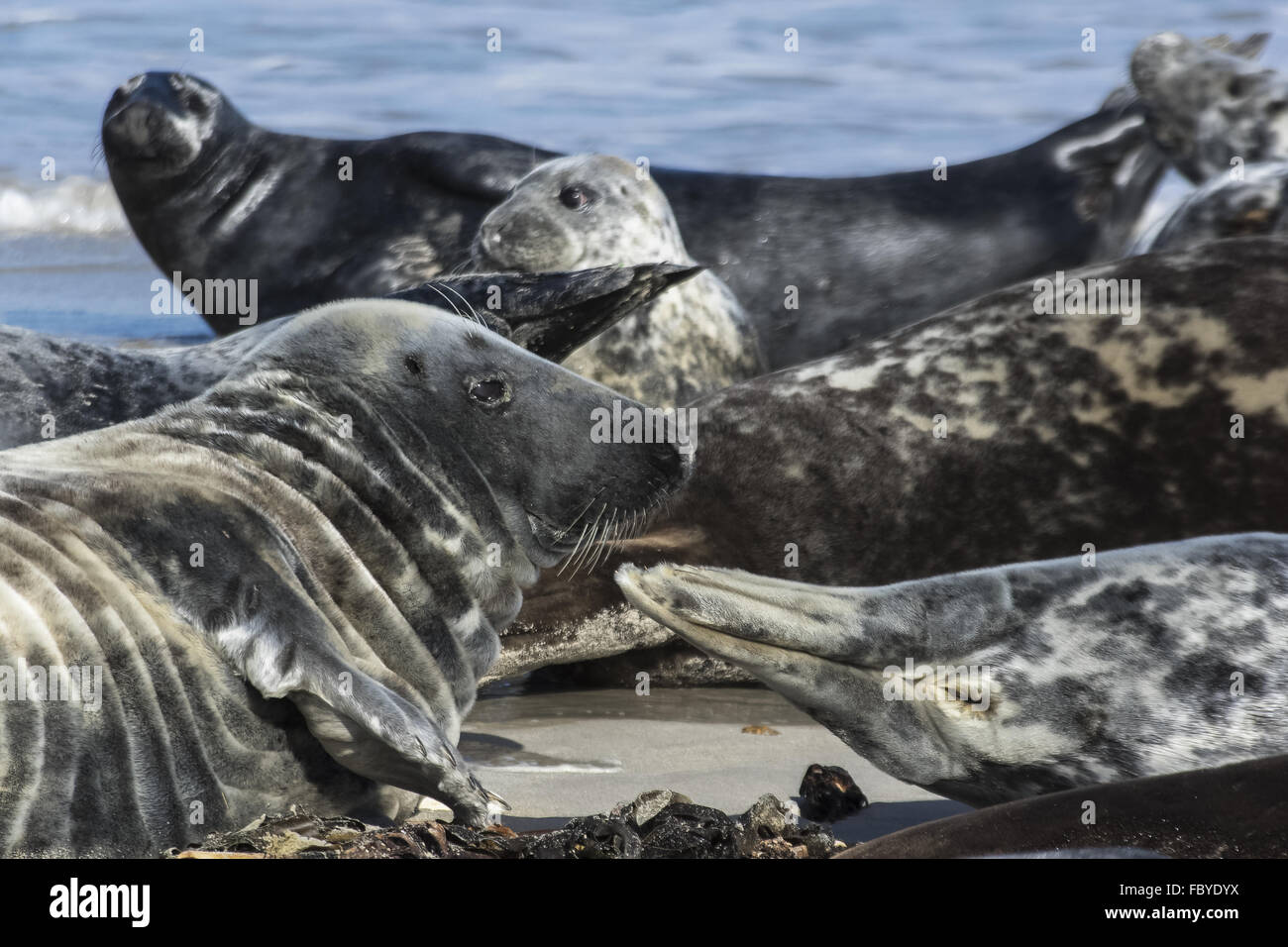 Seal fins hi-res stock photography and images - Alamy