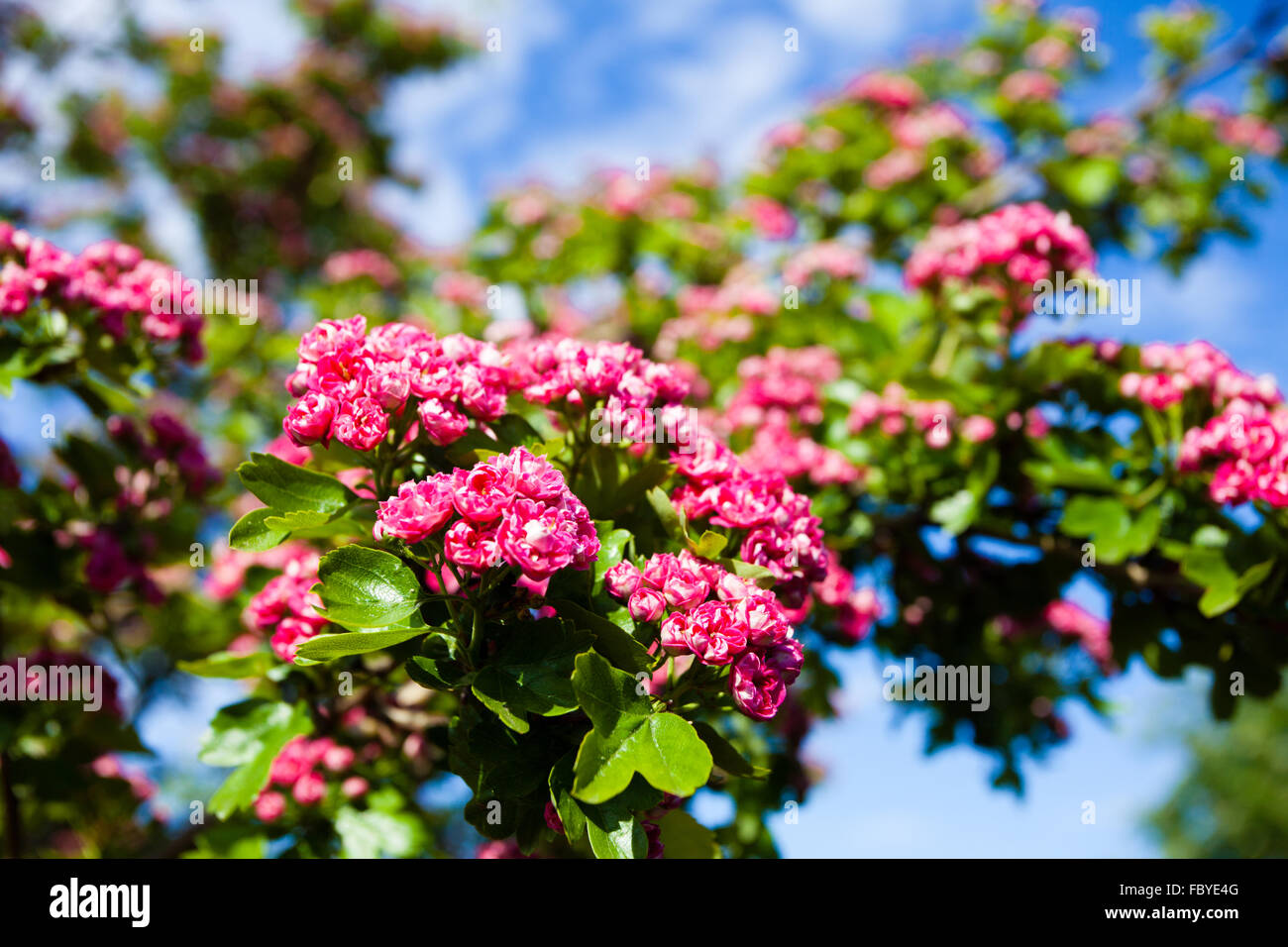 Double Pink Hawthorn Stock Photos & Double Pink Hawthorn Stock Images ...