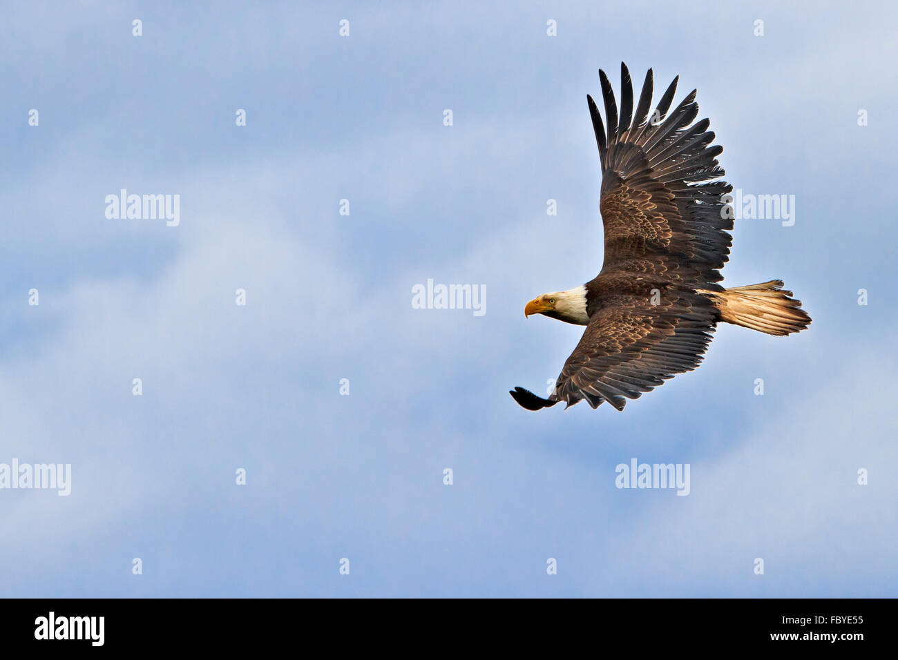 Bald eagle flying close up hi-res stock photography and images - Alamy