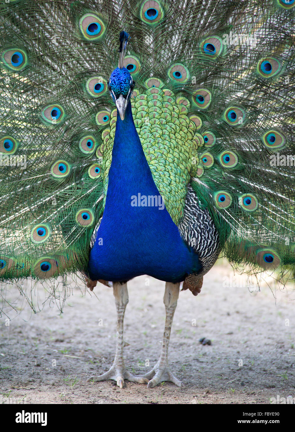 Pfauenauge federn hi-res stock photography and images - Alamy