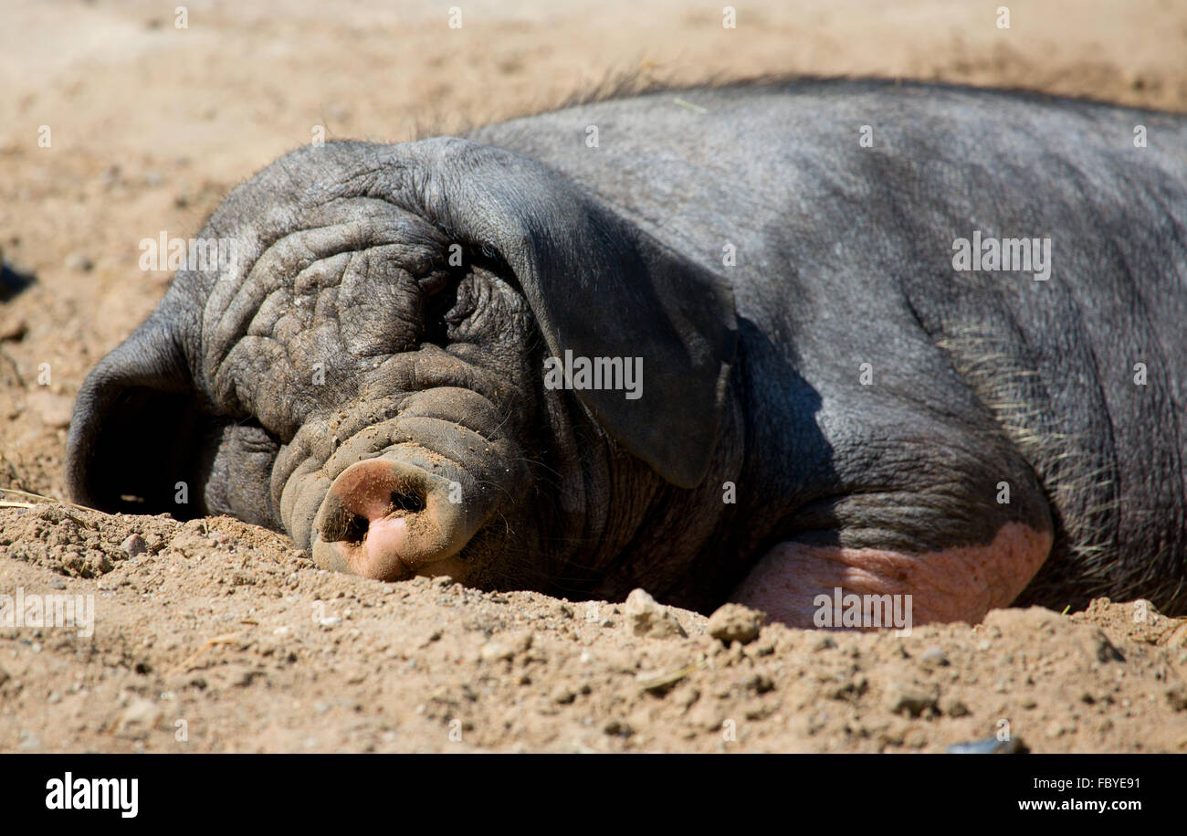 Sleepy pig hi-res stock photography and images - Alamy
