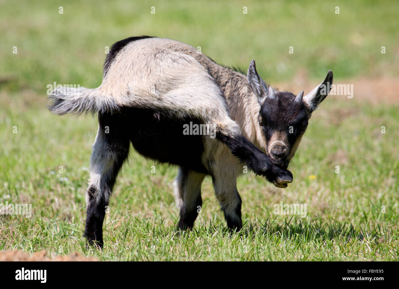 Goose horn hi-res stock photography and images - Alamy