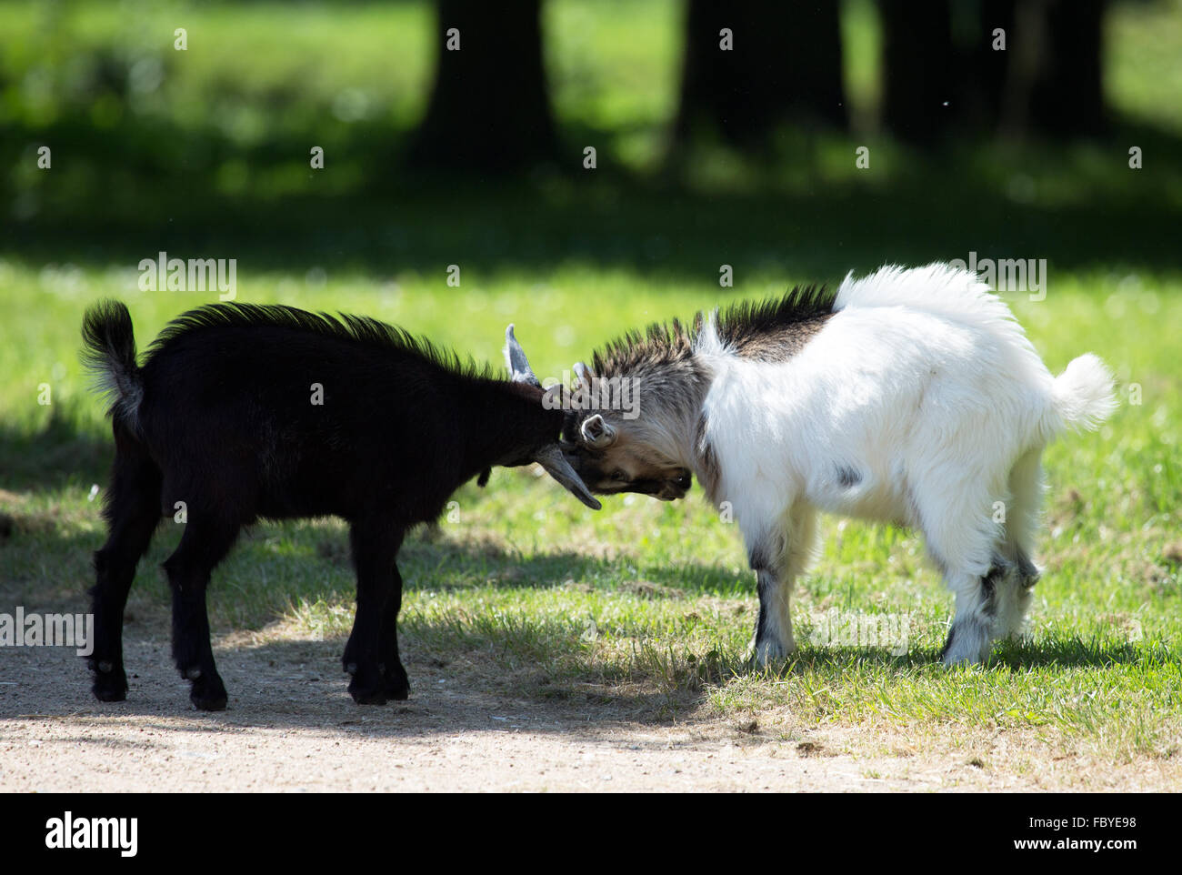 Goose horn hi-res stock photography and images - Alamy