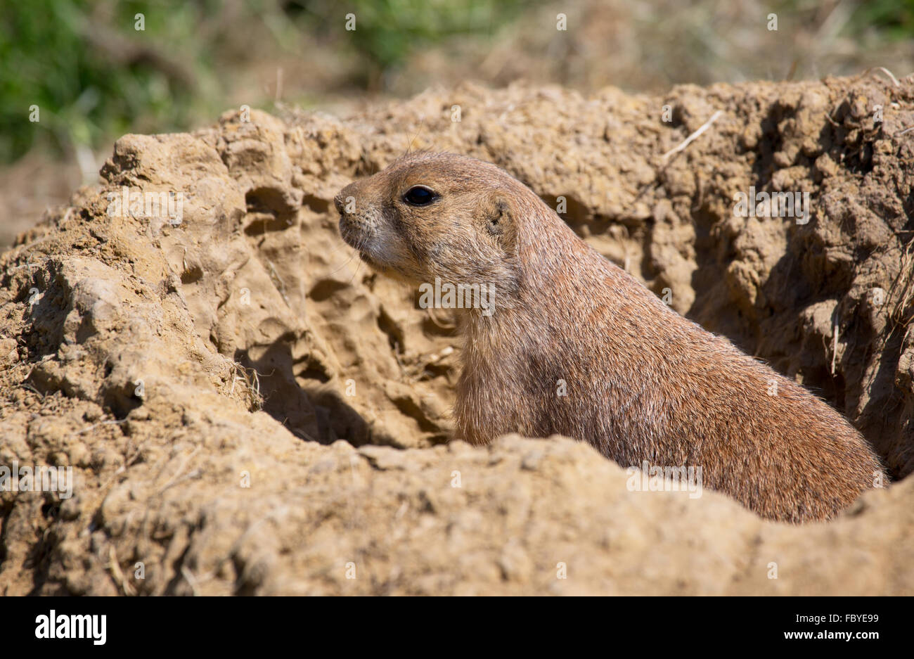 little prairie dog Stock Photo - Alamy