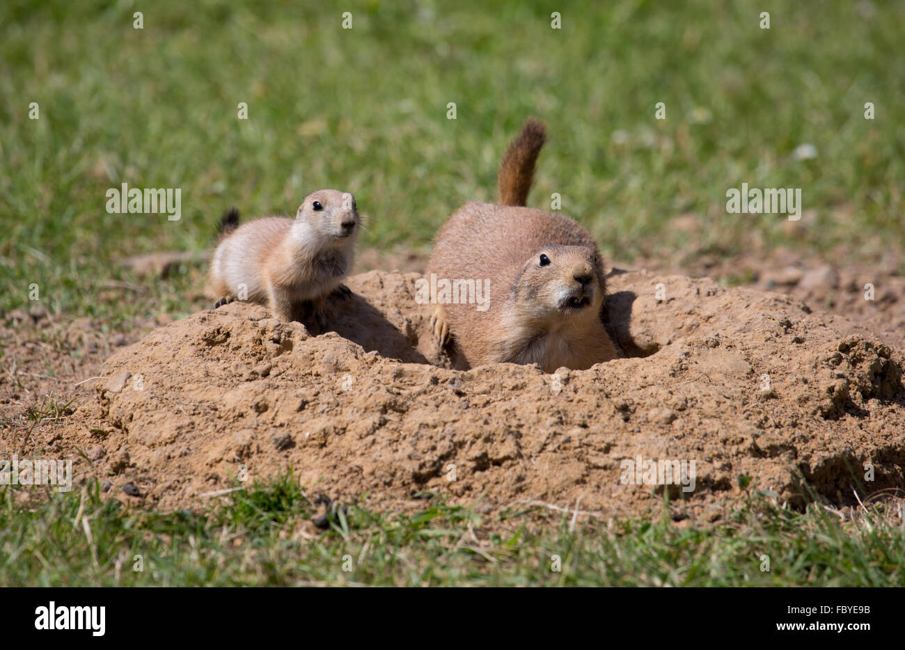 two prairie dogs Stock Photo - Alamy
