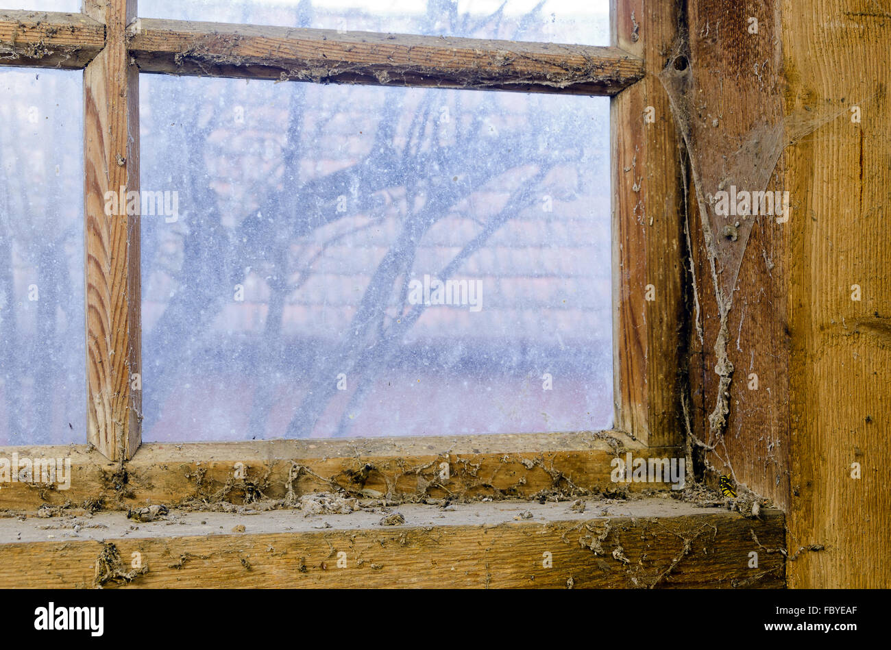 dirty cobwebbed window Stock Photo - Alamy