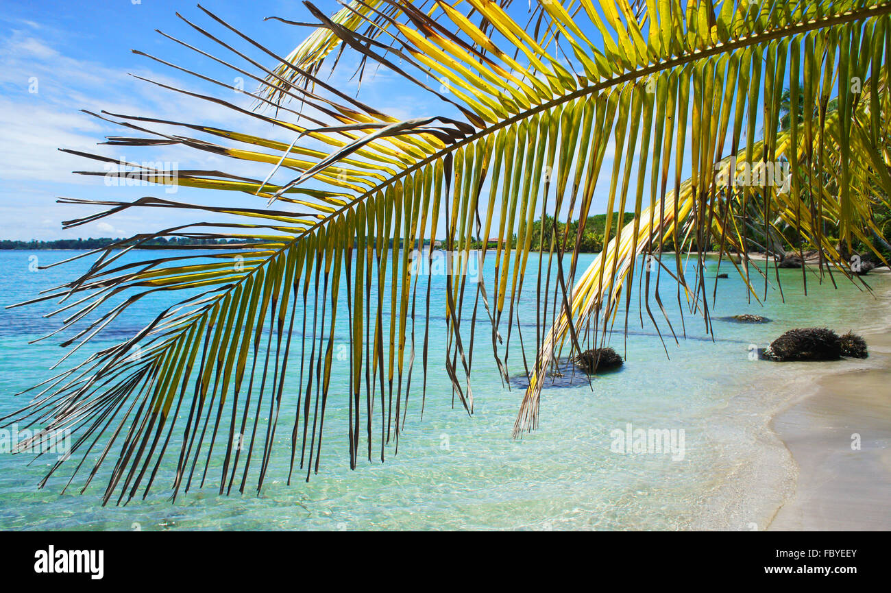 Caribbean leaf hi-res stock photography and images - Alamy