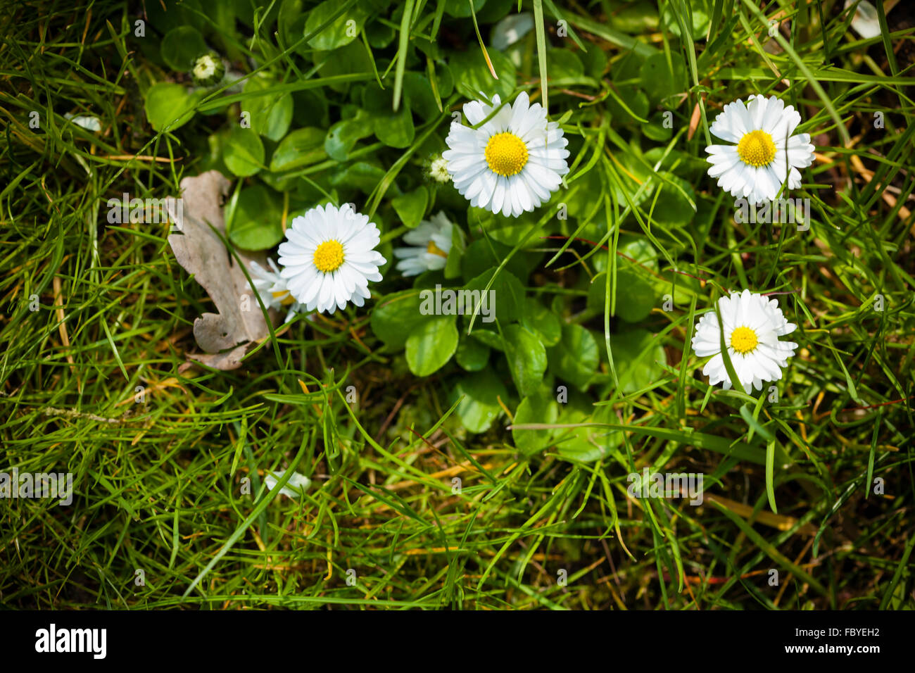 First signs of spring. Daisies flowers in grass Stock Photo - Alamy