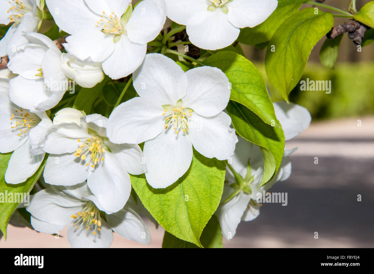 White flowers spring crabapple Stock Photo - Alamy