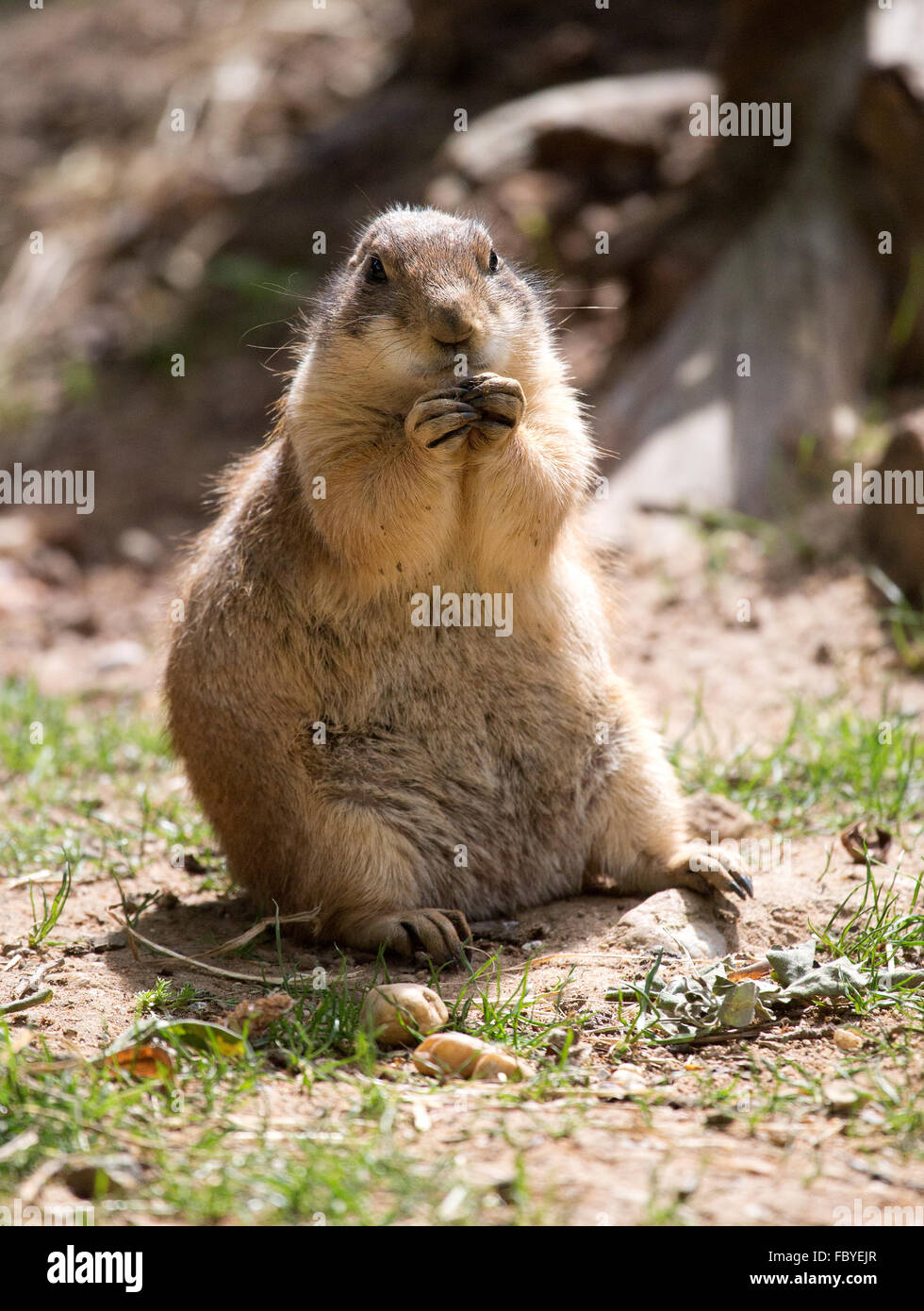 sitting prairie dog Stock Photo - Alamy