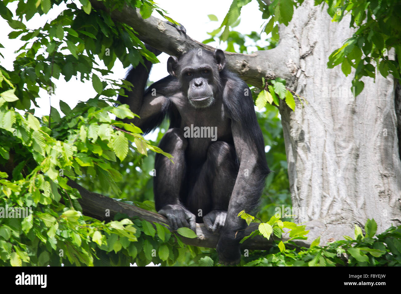 chimpanzee in a tree Stock Photo - Alamy