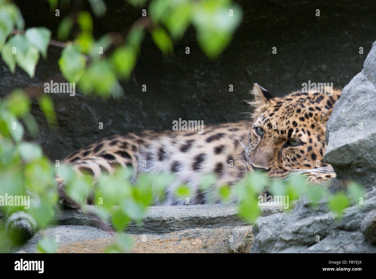 Tired leopard hi-res stock photography and images - Alamy