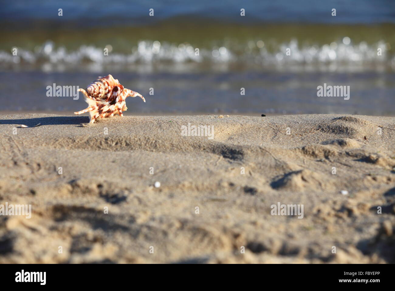 sea shell on beach at ocean background Stock Photo - Alamy