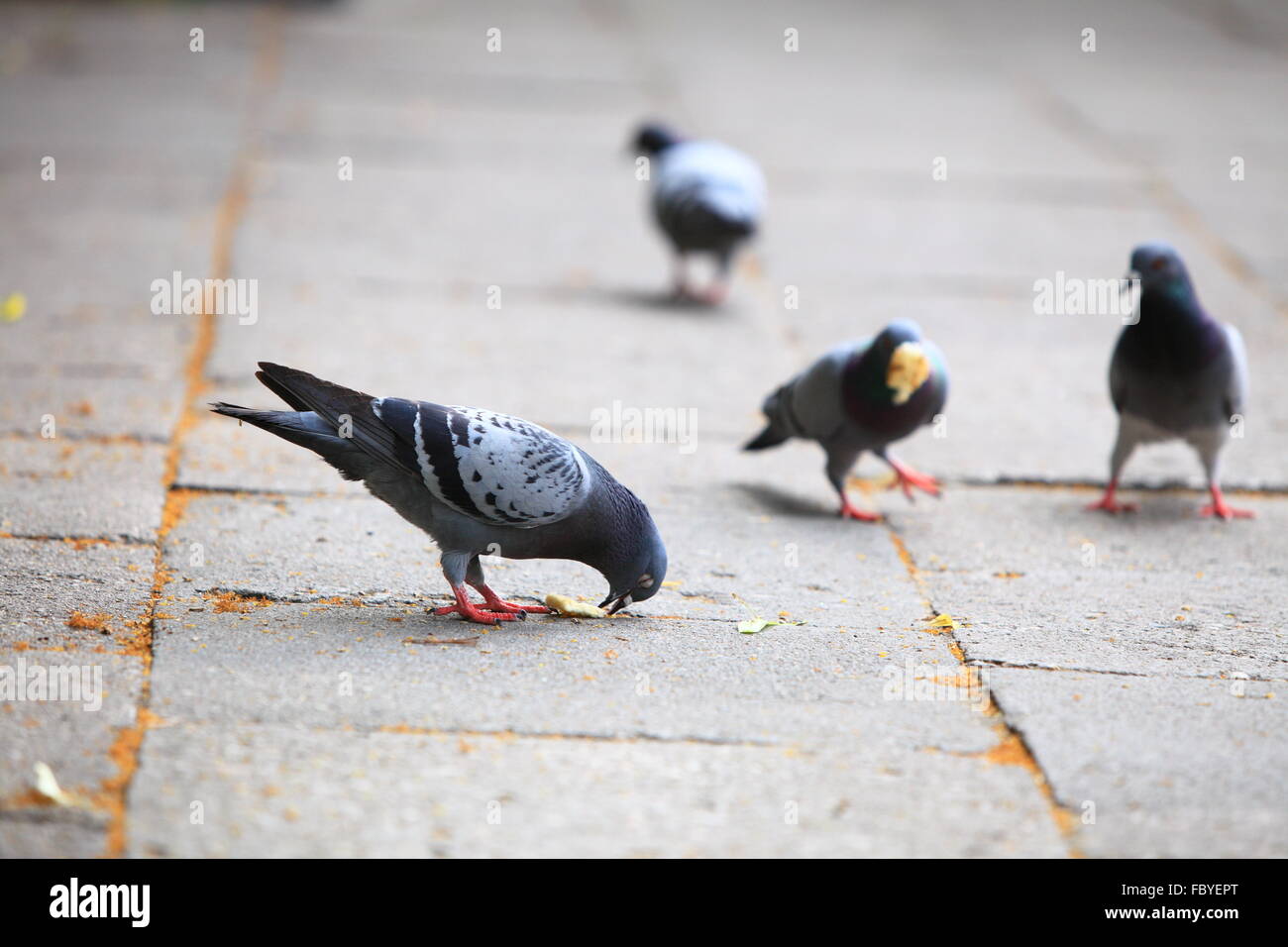 Pigeons eating bread hi-res stock photography and images - Alamy