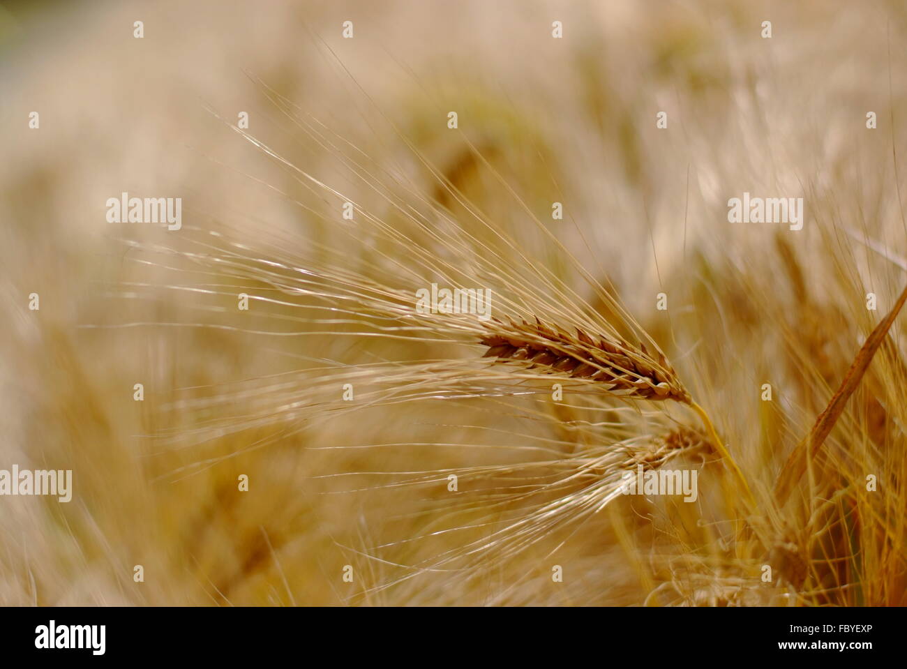 Barley seed head hi-res stock photography and images - Alamy