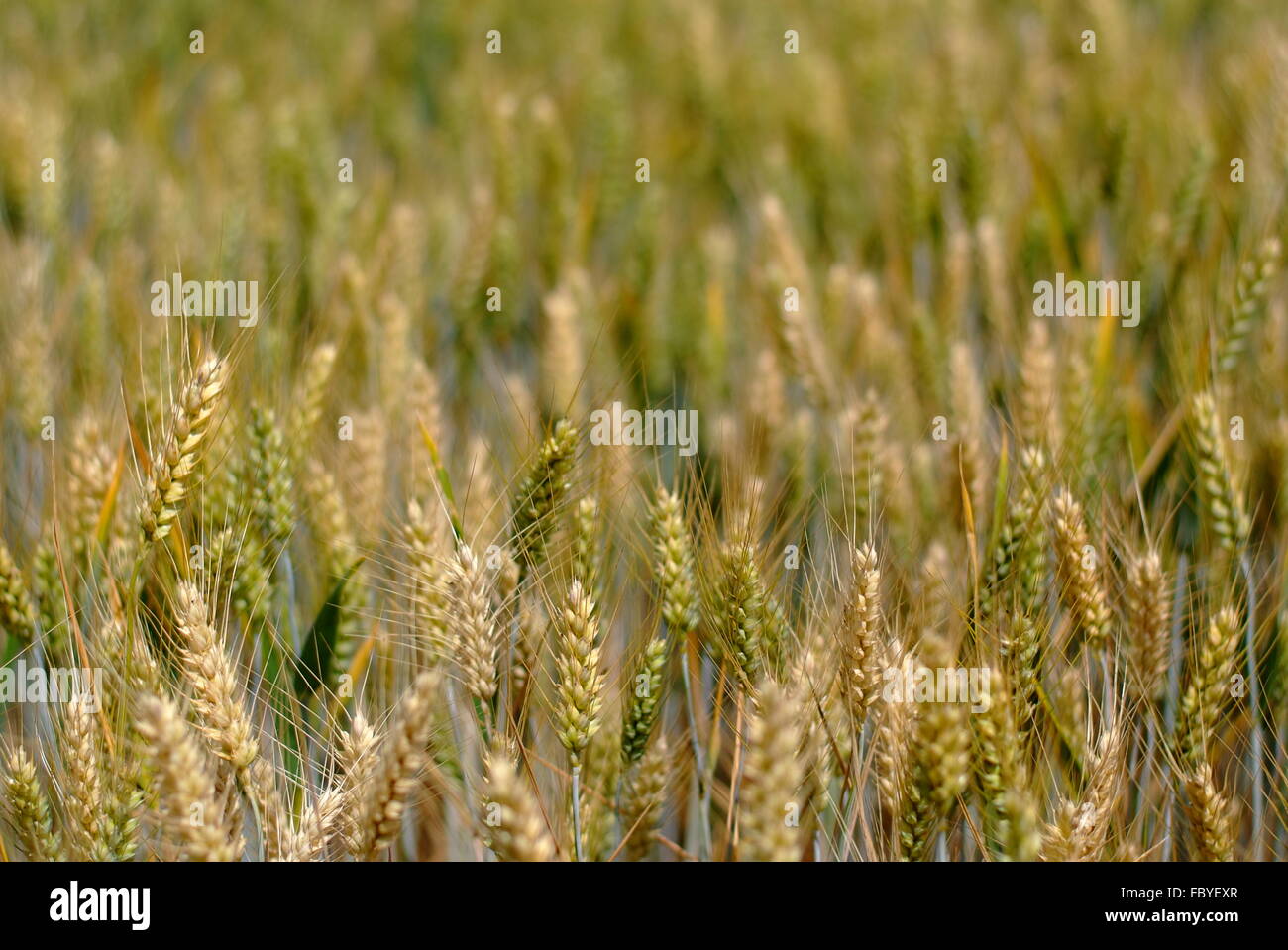 Crop harvest festival wheat hi-res stock photography and images - Alamy