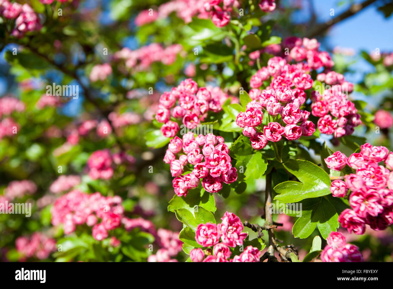 Hawthorn tree garden hi-res stock photography and images - Alamy