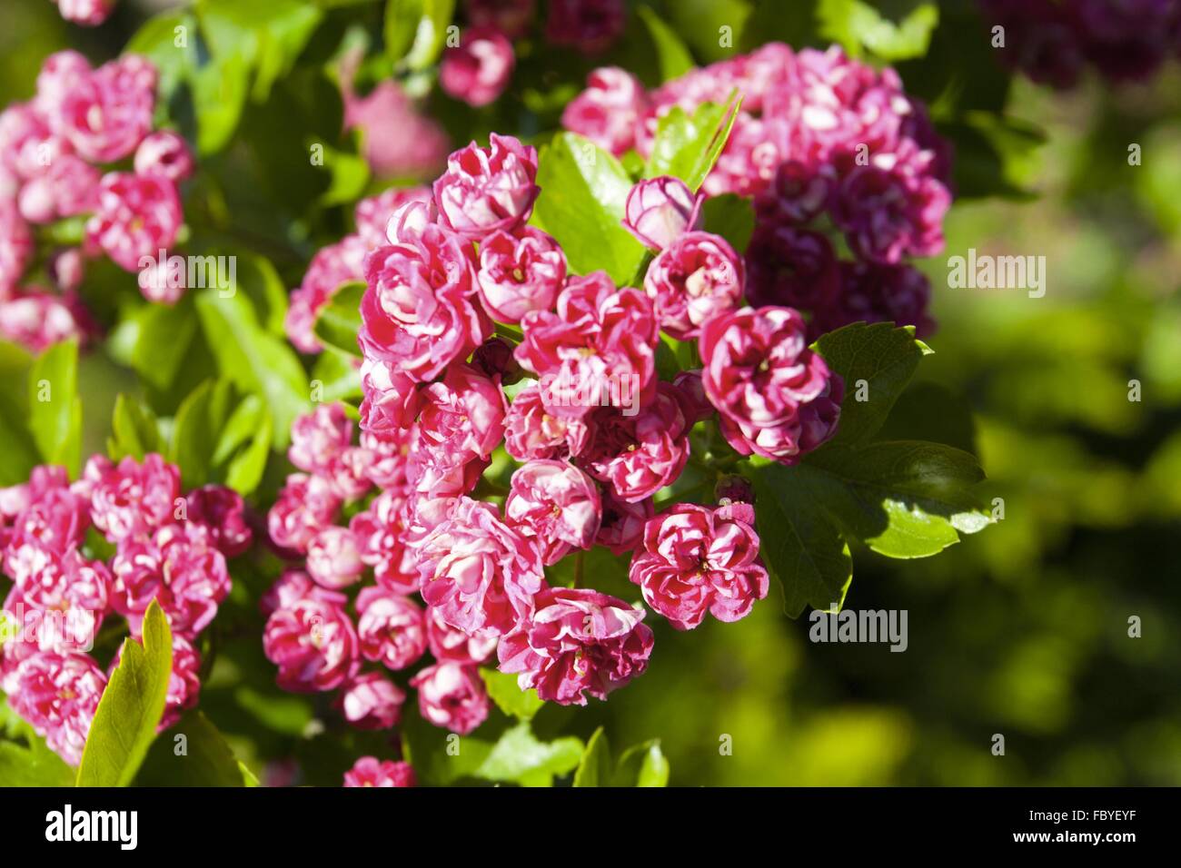 Double pink hawthorn hi-res stock photography and images - Alamy