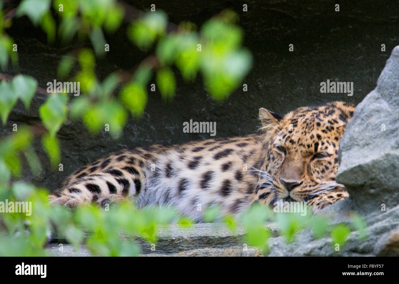Tired leopard hi-res stock photography and images - Alamy