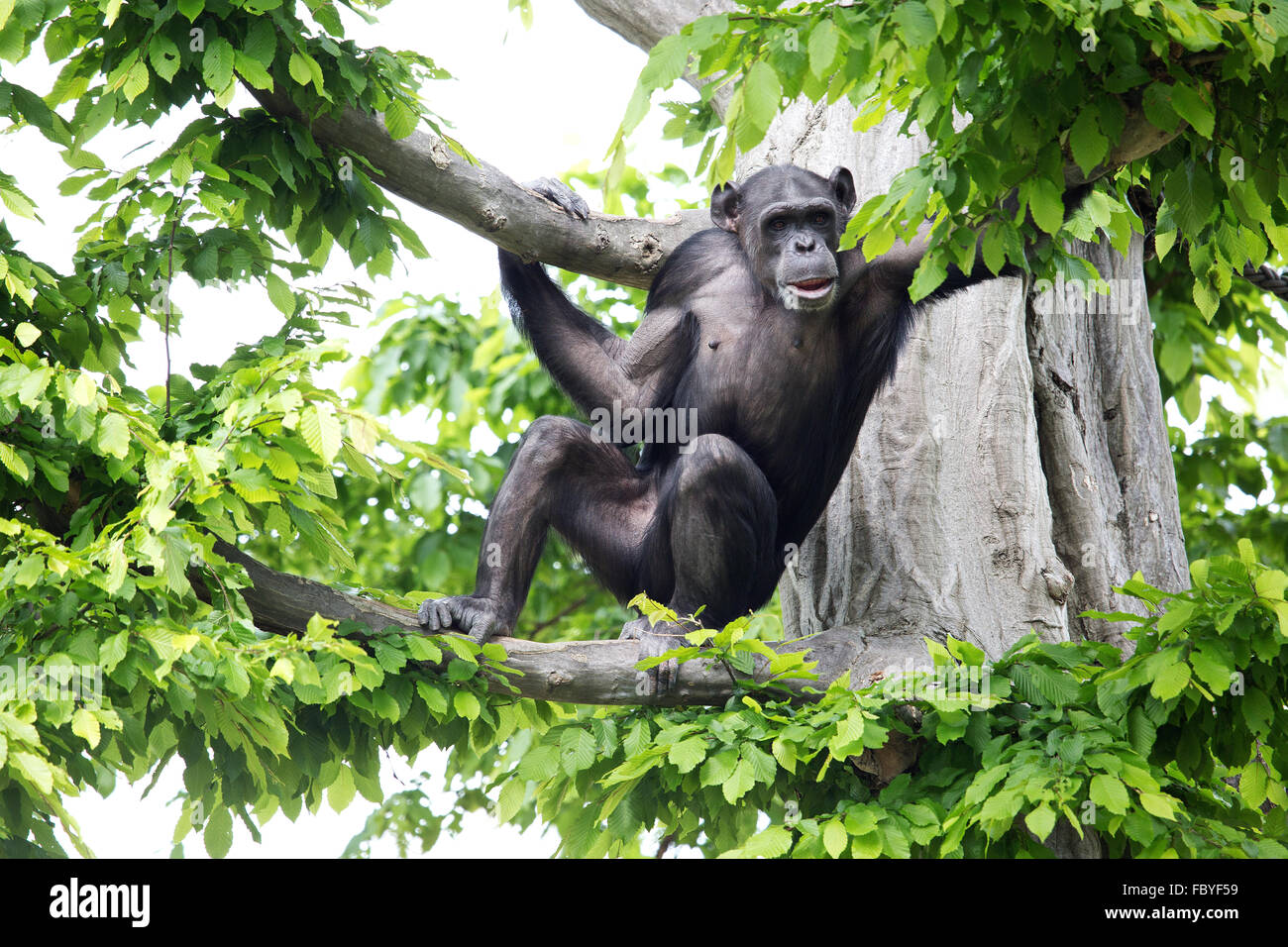 Chimpanzee In A Tree High Resolution Stock Photography and Images - Alamy