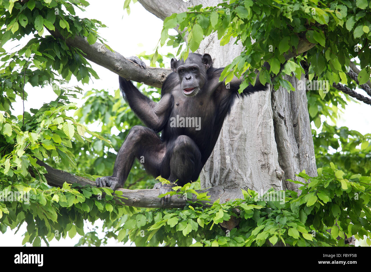 chimpanzee in a tree Stock Photo - Alamy