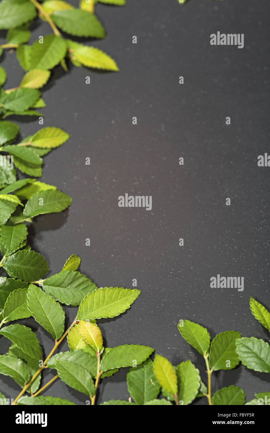 Elm branches on a black background Stock Photo - Alamy