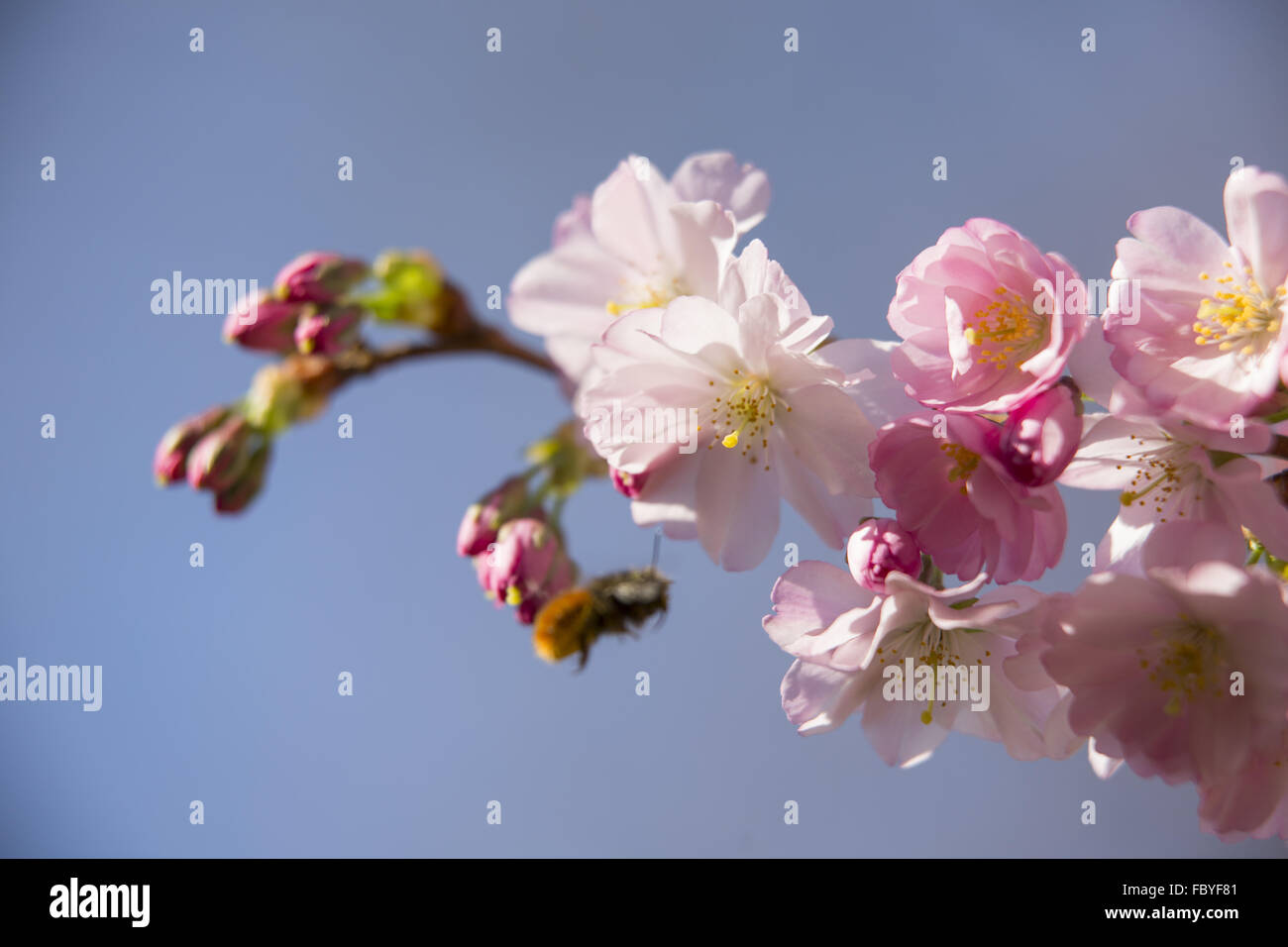 Prunus subhirtel hi-res stock photography and images - Alamy